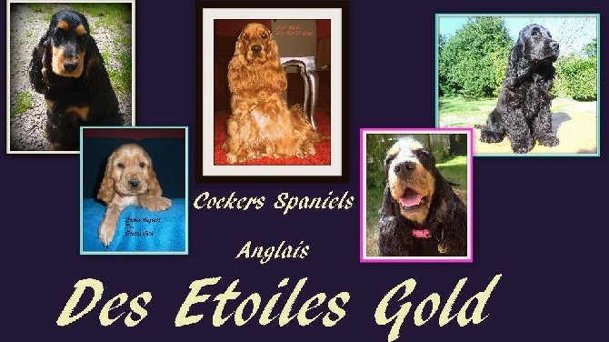 Accueil - Elevage Cockers Anglais Des Etoiles Gold - eleveur de chiens ...